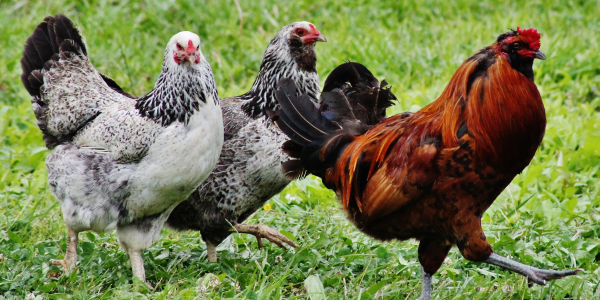 Harnessing The Power Of Pasture-Based Farming: A Sustainable Approach ...